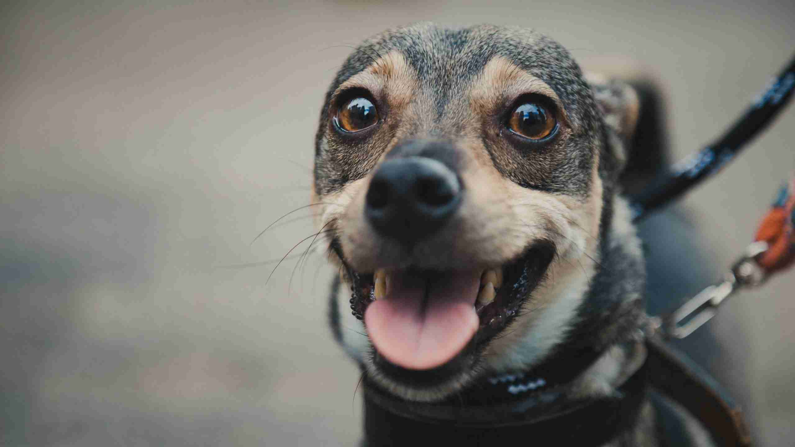 How To Detox Your Dog From Mold - Detox Your Dog